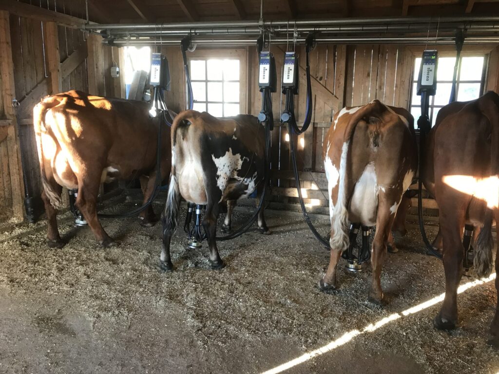 Hva er ei seter? || Norsk Seterkultur